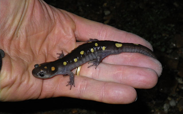 Black Lizard With Yellow Spots