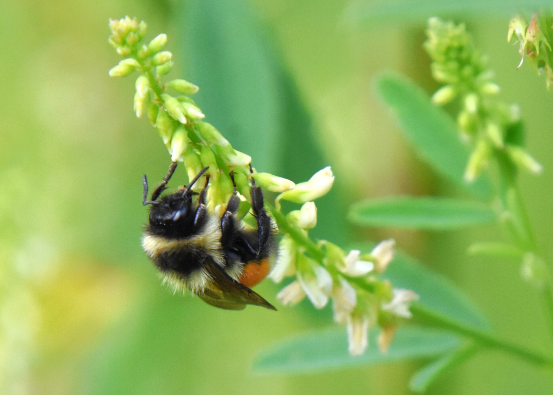 Homepage - NH Audubon