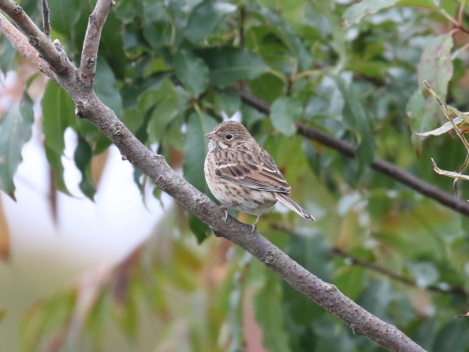 Homepage - NH Audubon