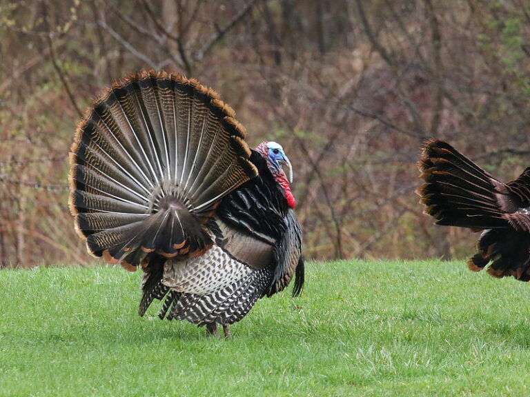 Bird of the Month: Wild Turkey - NH Audubon