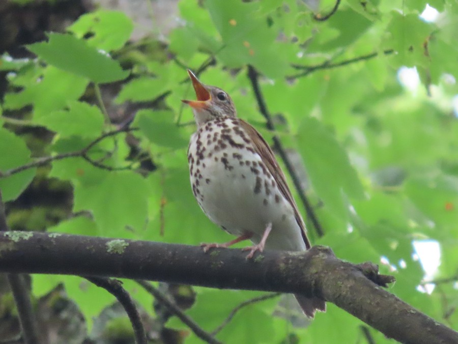 Delving into the Mysteries of Wood Thrush Migration - NH Audubon