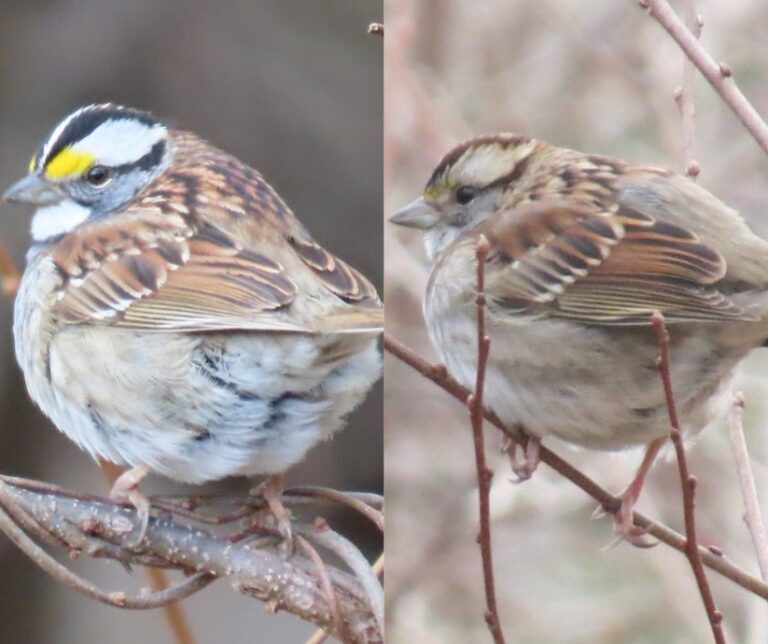 Bird of the Month: White-throated Sparrow - NH Audubon