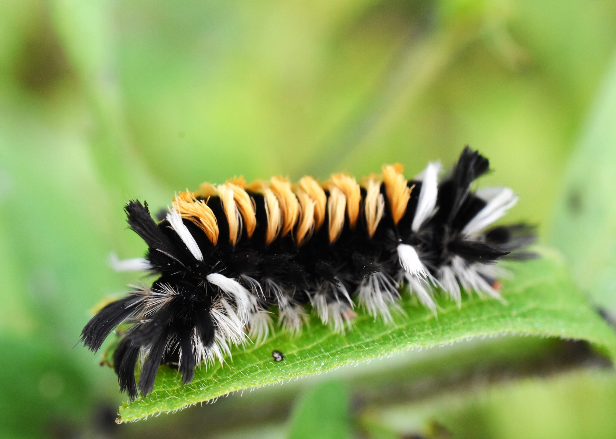 "What is That?" at the McLane Center - NH Audubon