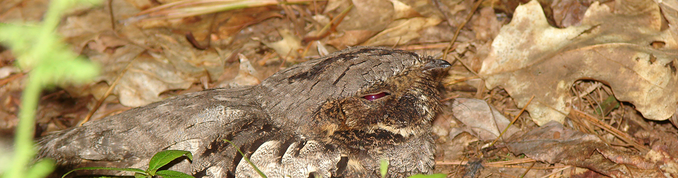 Whip-poor-wills - NH Audubon