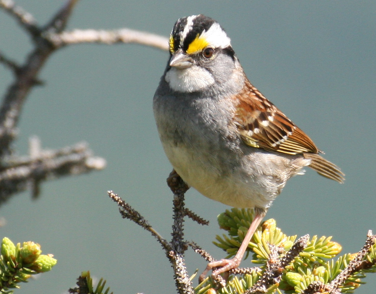 Concord Area Beginner Bird Walks - May 13 - NH Audubon