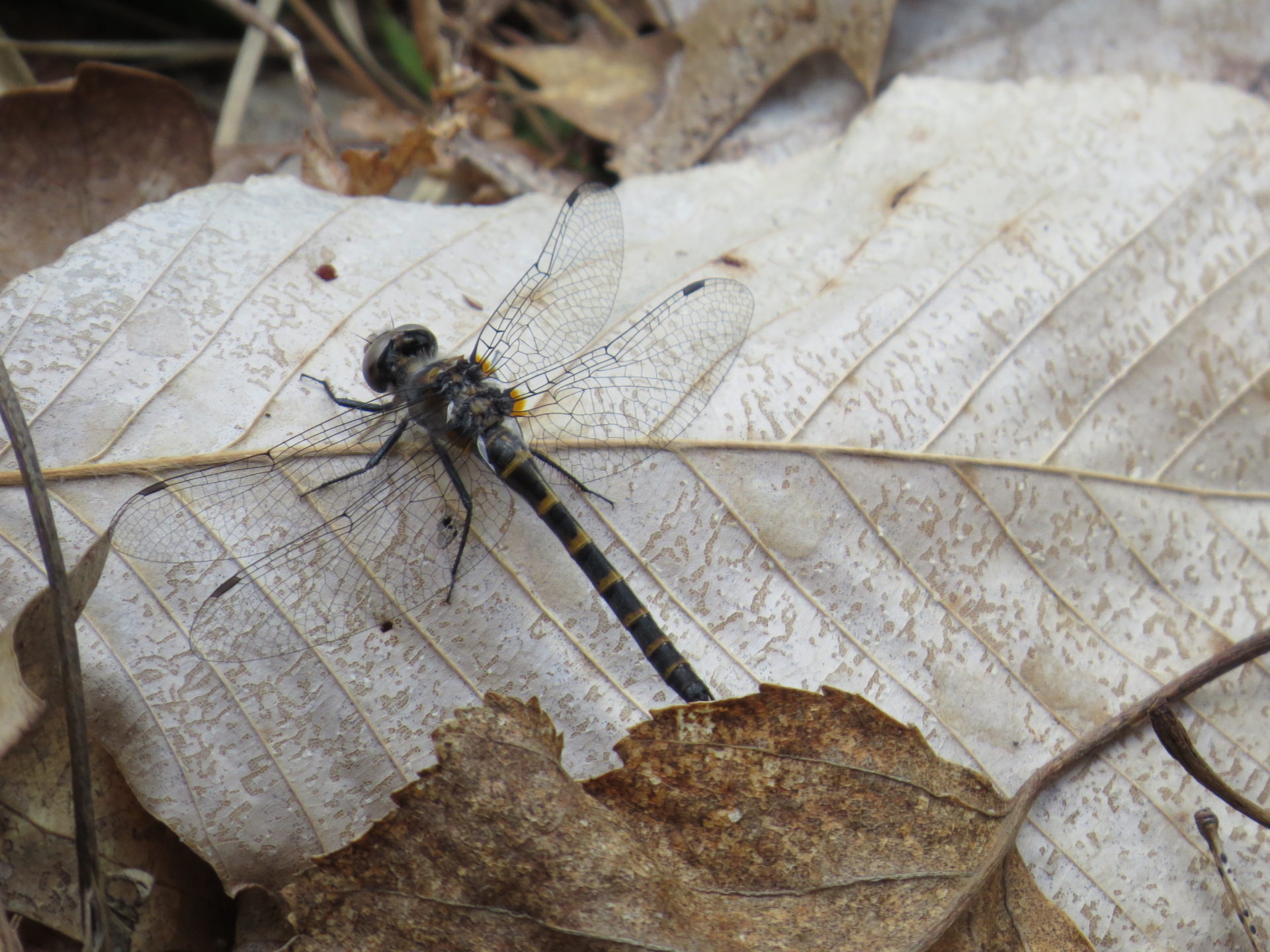 Dragonflies and Damselflies - NH Audubon