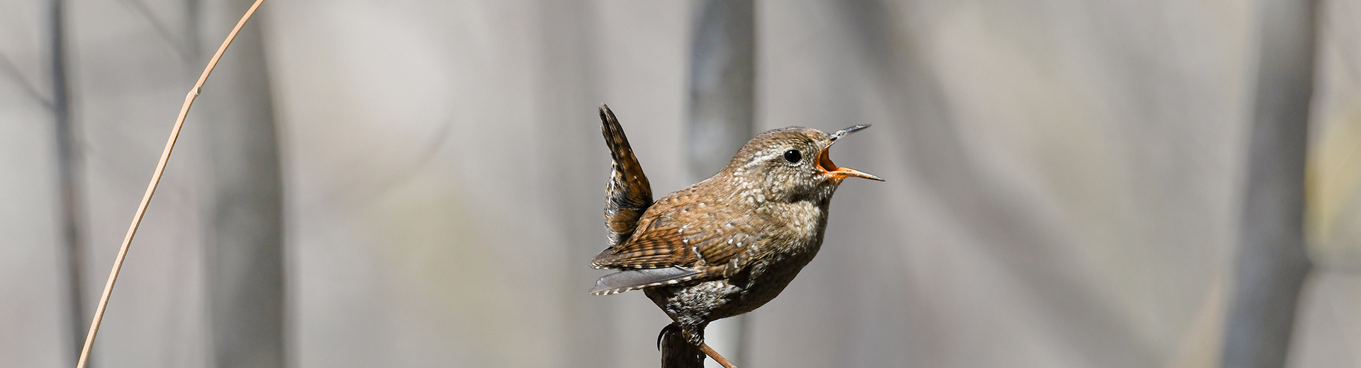 The State of the Birds - NH Audubon