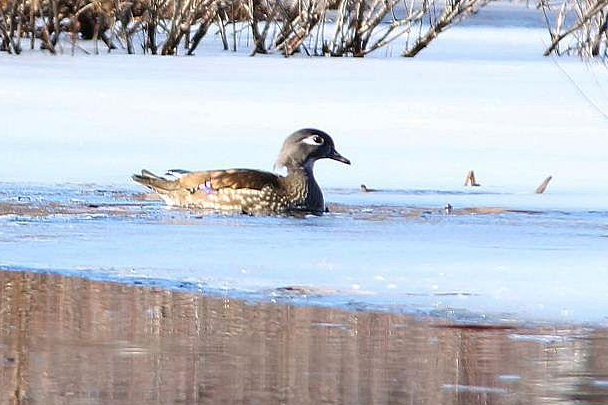 Homepage - NH Audubon