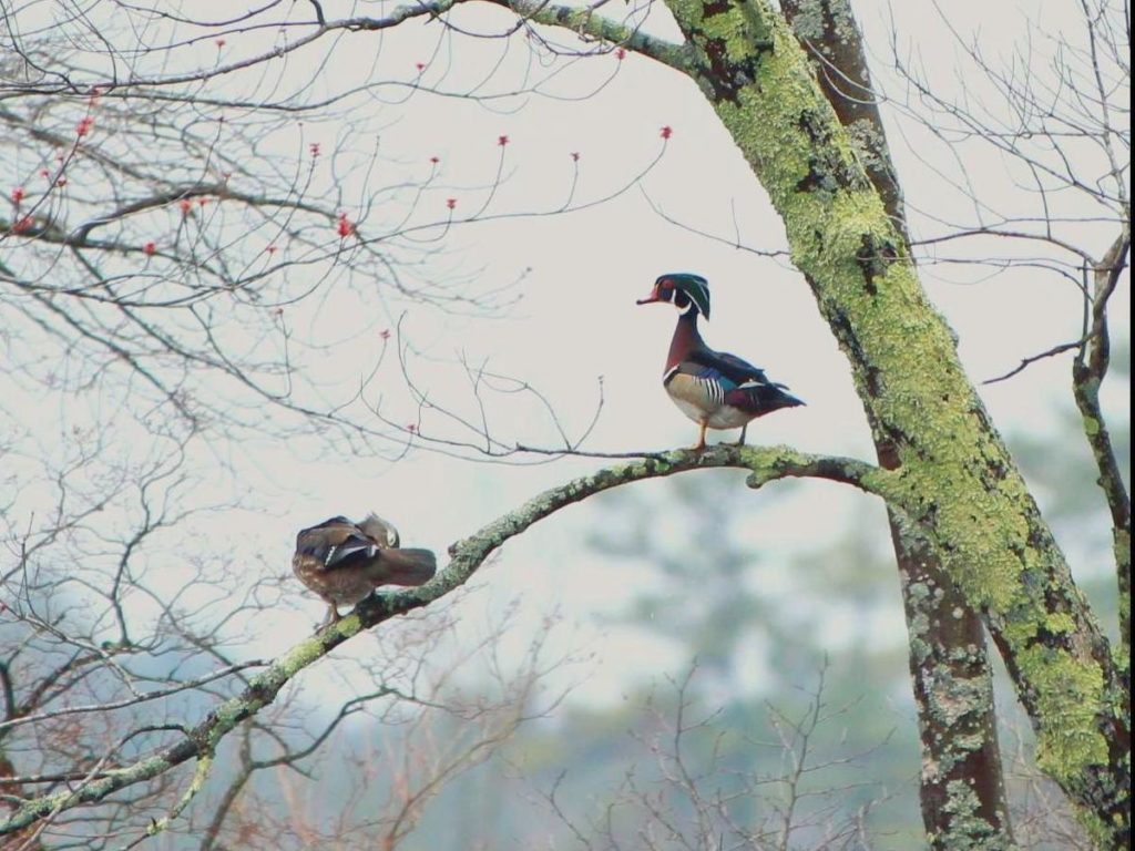 A Duck of the Woods - NH Audubon