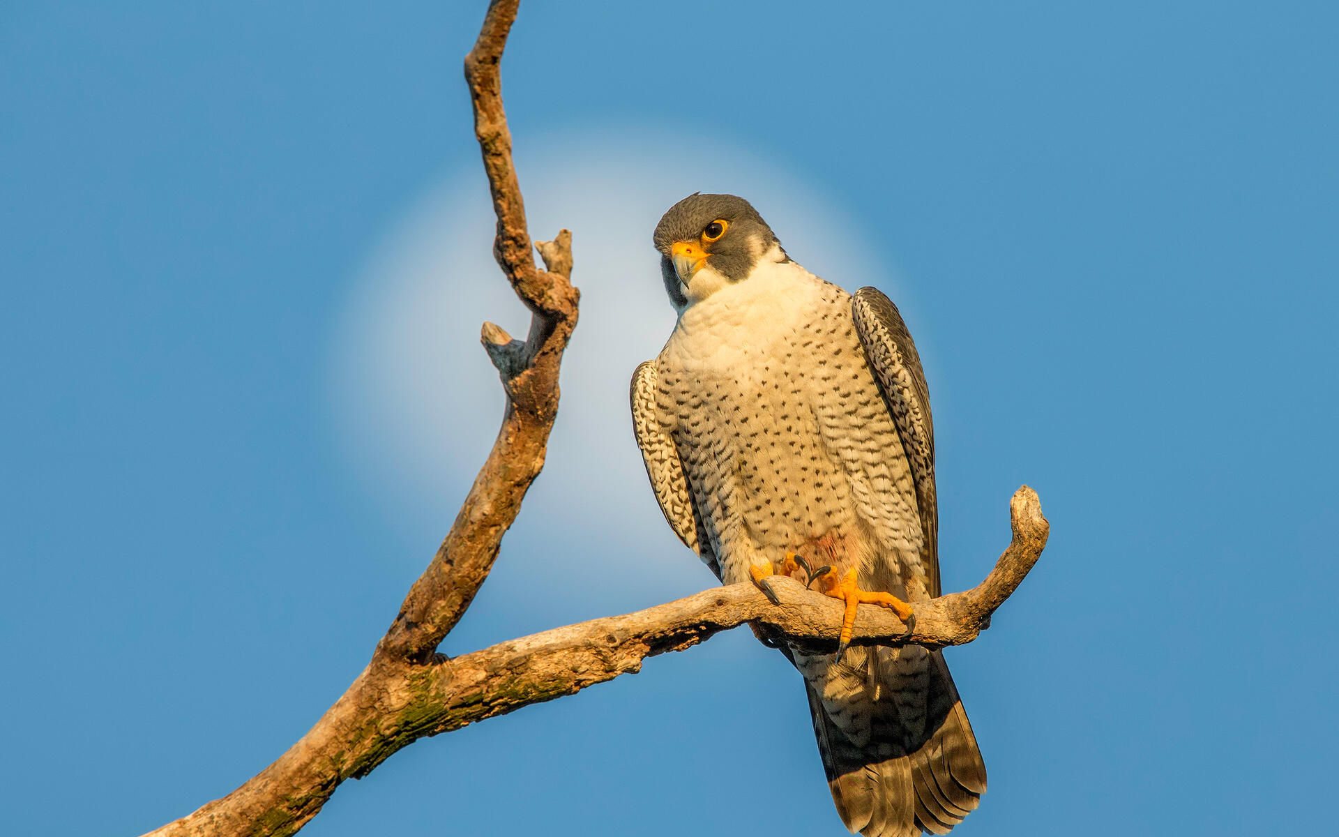 Peregrine Falcon - NH Audubon