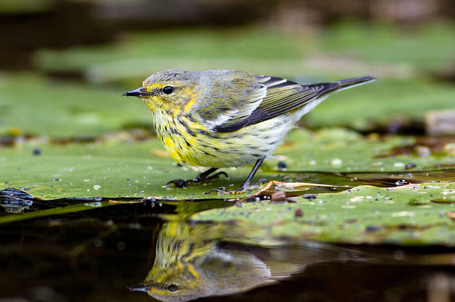 Birds All Around Us - NH Audubon