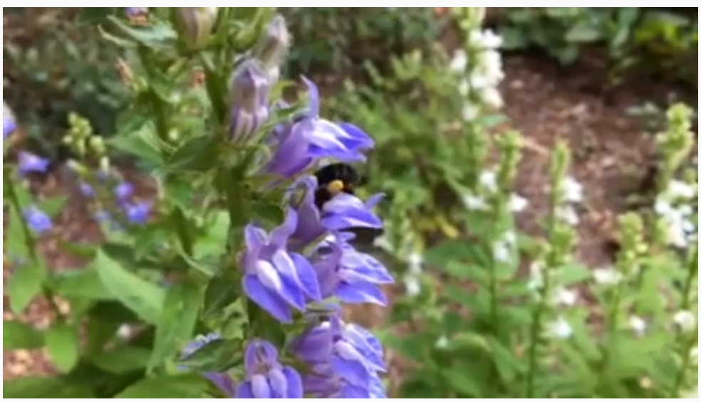Bumblebee Pollination Video - NH Audubon