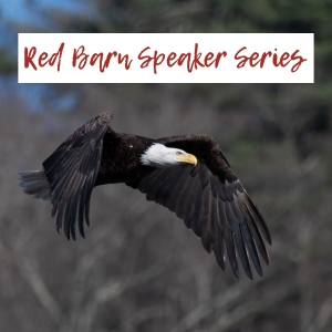 Flying Bald Eagle High Free Stock Photo Of Majestic Bald Eagle Soaring