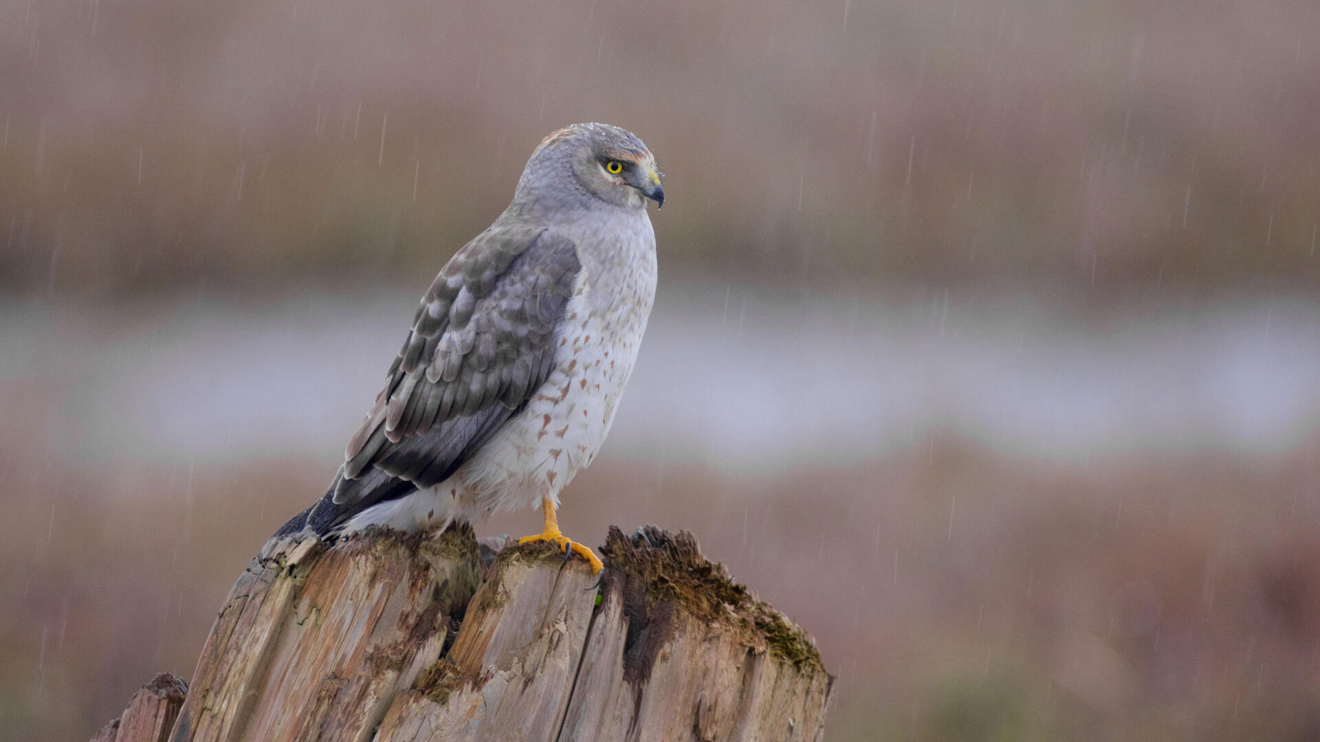 Northern Harrier - NH Audubon