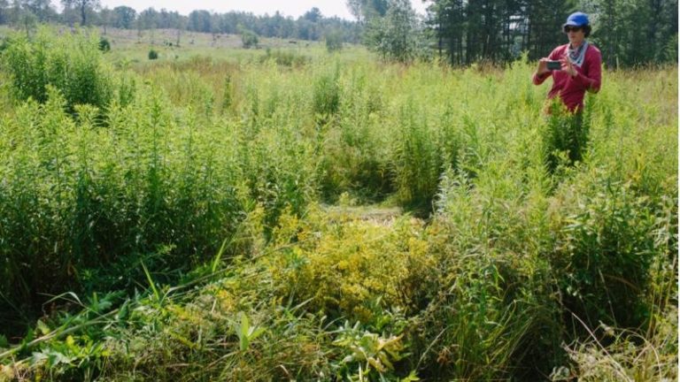 How to Report Invasive Plants to EDDMaps Training - NH Audubon
