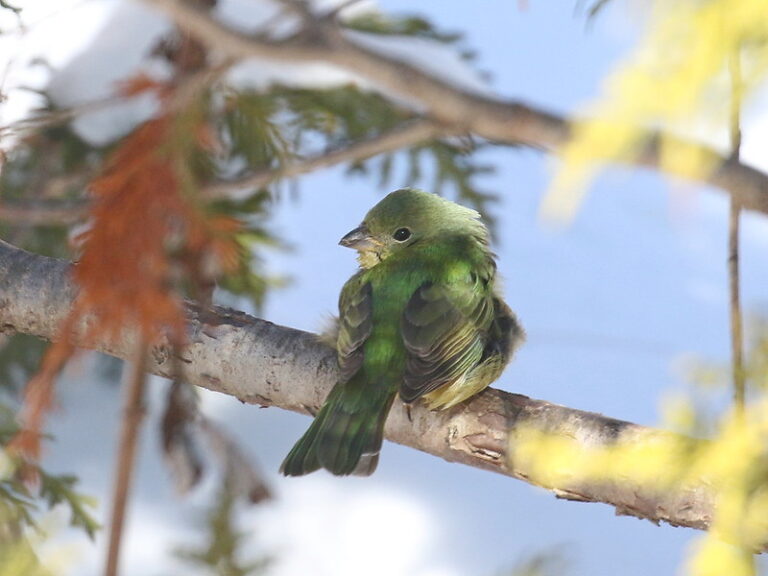 This is New Hampshire Audubon's Rare Bird Alert for Monday, January 15 ...
