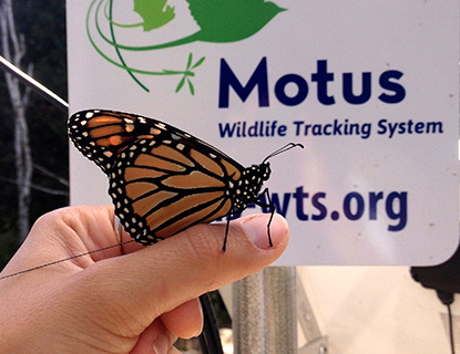 Motus Project Receives Three-Year Grant Funding - NH Audubon