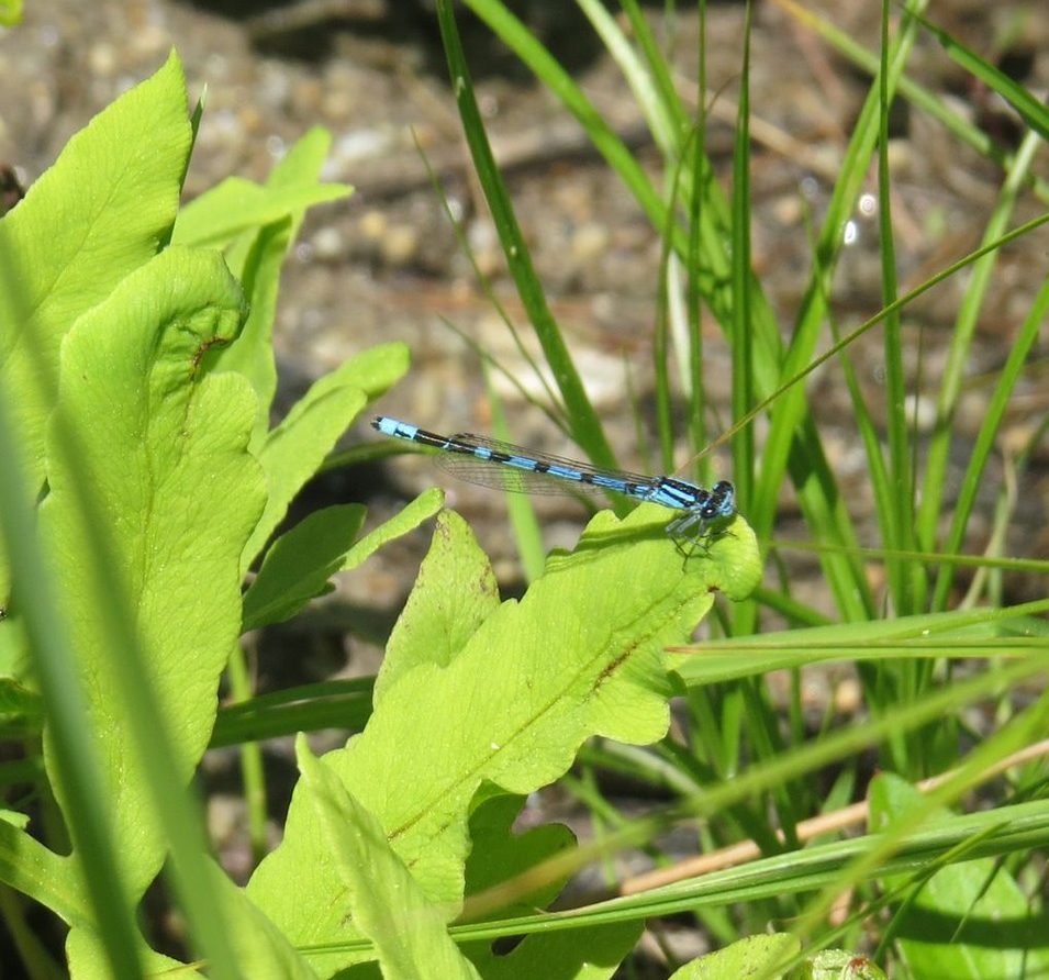 Dragonflies and Damselflies - NH Audubon