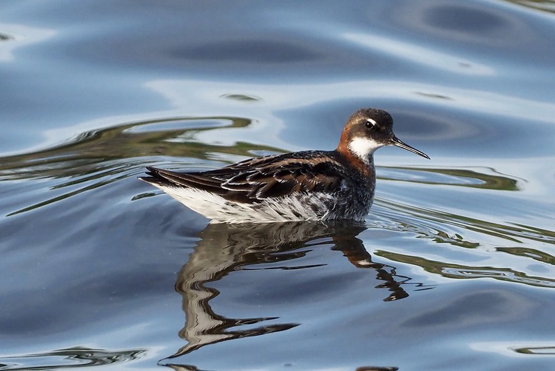 This is New Hampshire Audubon's Rare Bird Alert for Monday, September 2 ...