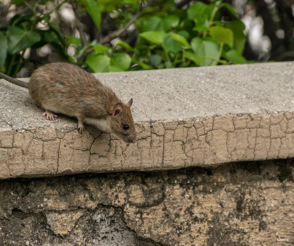 Save the Date: A Forum for Safe Rodent Control in New England - NH Audubon