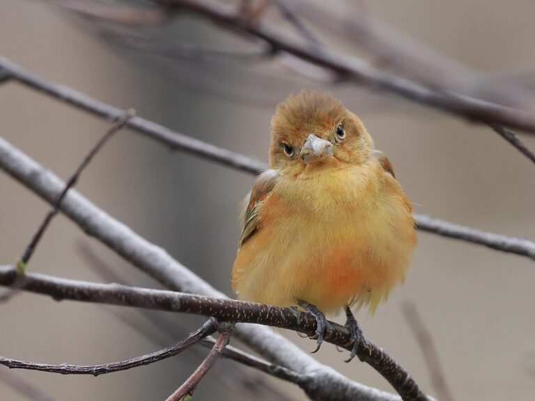 Homepage - NH Audubon